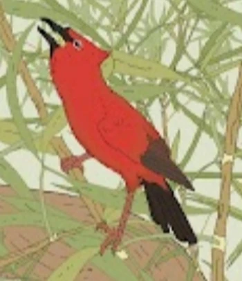 Red Reed Canary-Thrush | Fiction Taxonomy Wiki | Fandom