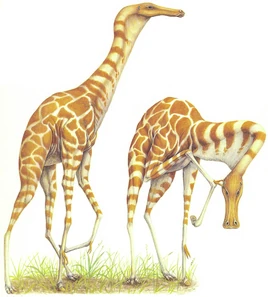 Lank | Fiction Taxonomy Wiki | Fandom