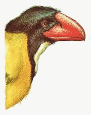 Nut-eater | Fiction Taxonomy Wiki | Fandom