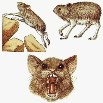 Ruffle | Fiction Taxonomy Wiki | Fandom