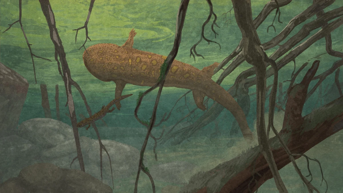 Category:Order: Urodela | Fiction Taxonomy Wiki | Fandom