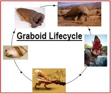 North American Graboid | Fiction Taxonomy Wiki | Fandom