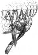 African toothpick | Fiction Taxonomy Wiki | Fandom