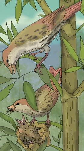 Rosy-Tailed Canary Thrush | Fiction Taxonomy Wiki | Fandom