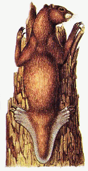 Beaver (After Man) | Fiction Taxonomy Wiki | Fandom