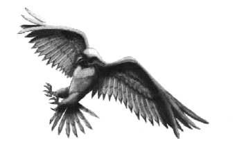 Category:Order: Falconiformes | Fiction Taxonomy Wiki | Fandom