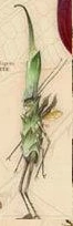 Sprout Sprite | Fiction Taxonomy Wiki | Fandom