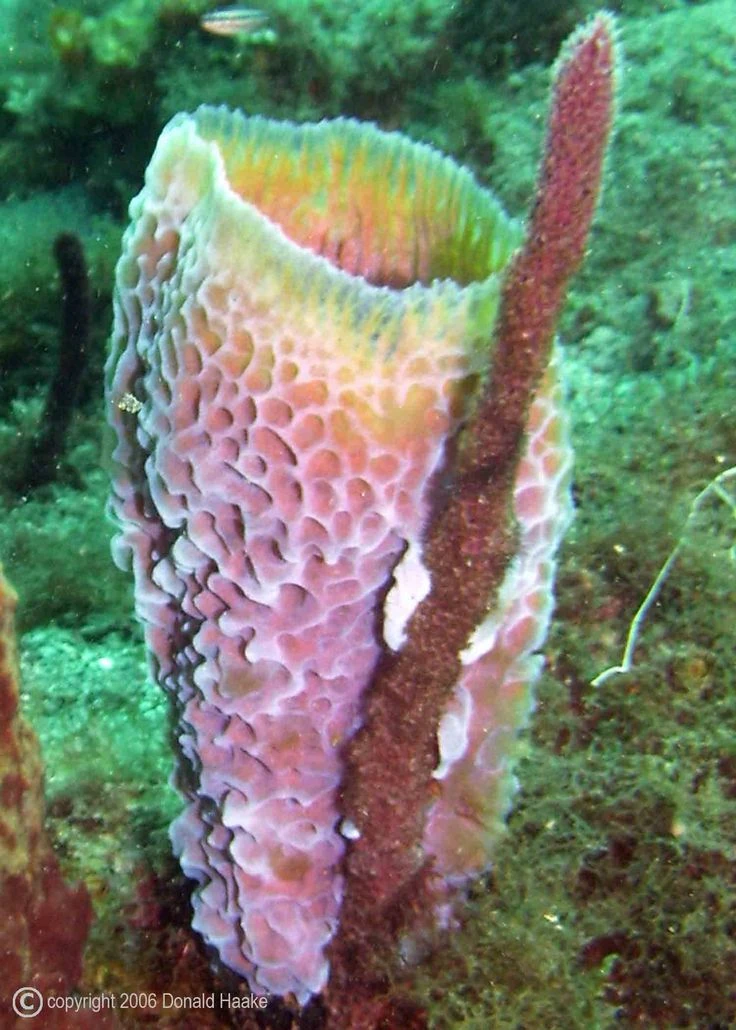 Rainbow Sponge | Fiction Taxonomy Wiki | Fandom