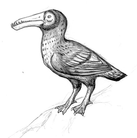 Atlantic bay-gull | Fiction Taxonomy Wiki | Fandom