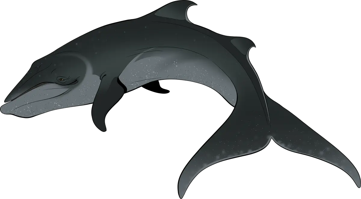 Category:Parvorder: Mysticeti | Fiction Taxonomy Wiki | Fandom