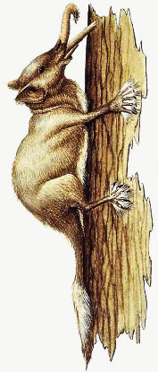 Tree drummer | Fiction Taxonomy Wiki | Fandom