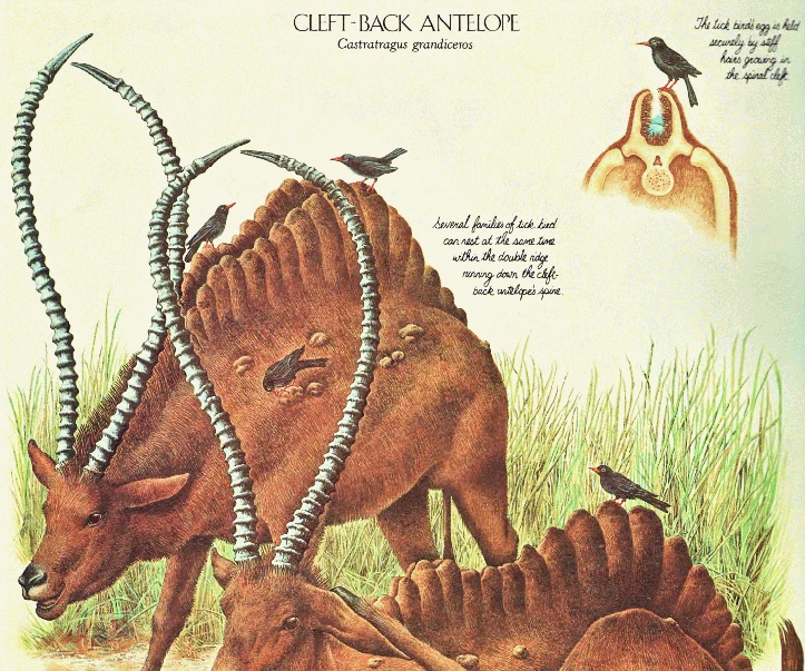 Cleft-back antelope | Fiction Taxonomy Wiki | Fandom