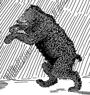 Hyampom Hog Bear | Fiction Taxonomy Wiki | Fandom