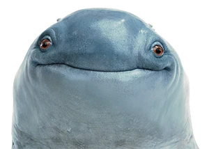 Creech's Species | Fiction Taxonomy Wiki | Fandom