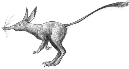 Pixy ephru | Fiction Taxonomy Wiki | Fandom