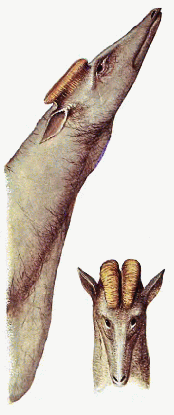 Long-necked gigantelope | Fiction Taxonomy Wiki | Fandom