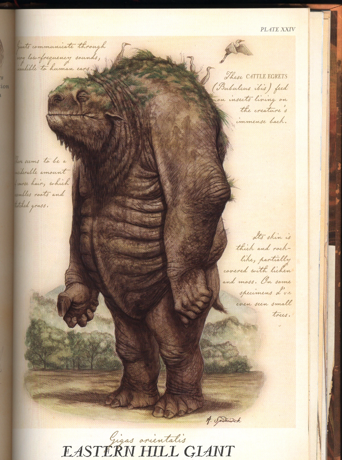 Eastern hill giant | Fiction Taxonomy Wiki | Fandom