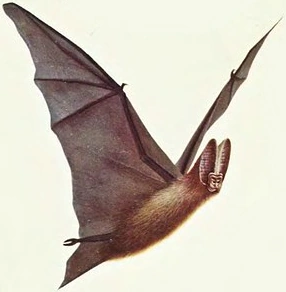 Purrip Bat | Fiction Taxonomy Wiki | Fandom