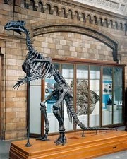 Iguanodon | Fictional Dinosaurs Wiki | Fandom