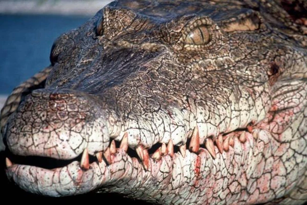Category:Female Reptiles | Fictional Reptiles Wiki | Fandom