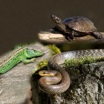 Fictional Reptiles Wiki | Fandom