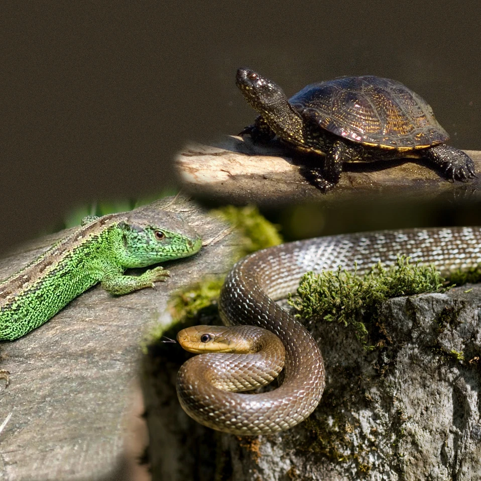 Reptile | Fictional Reptiles Wiki | Fandom