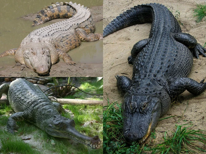 Fictional Reptiles Wiki | Fandom