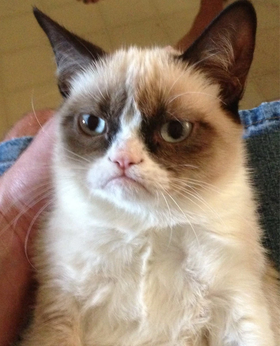 Grumpy Cat | Crossover Wiki | Fandom