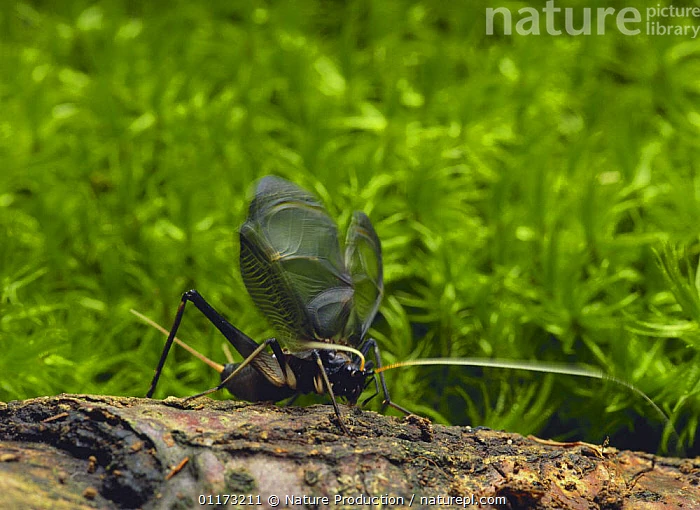 Bell Cricket | FictionRulezForever Wiki | Fandom