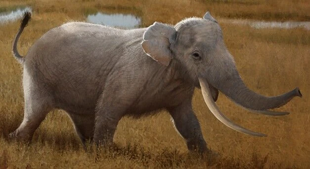 Pygmy Elephant | FictionRulezForever Wiki | Fandom