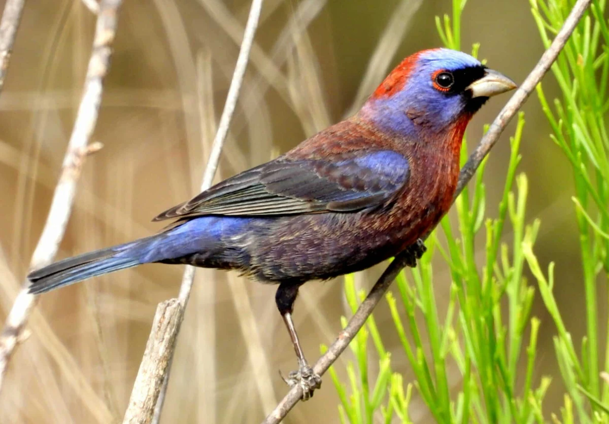 Varied Bunting | FictionRulezForever Wiki | Fandom