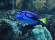 Regal Tang/Gallery | FictionRulezForever Wiki | Fandom