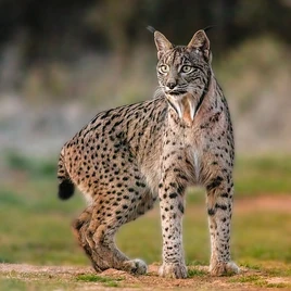 Iberian Lynx | FictionRulezForever Wiki | Fandom