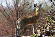 Klipspringer | FictionRulezForever Wiki | Fandom