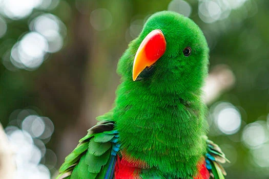 Eclectus Parrot | FictionRulezForever Wiki | Fandom