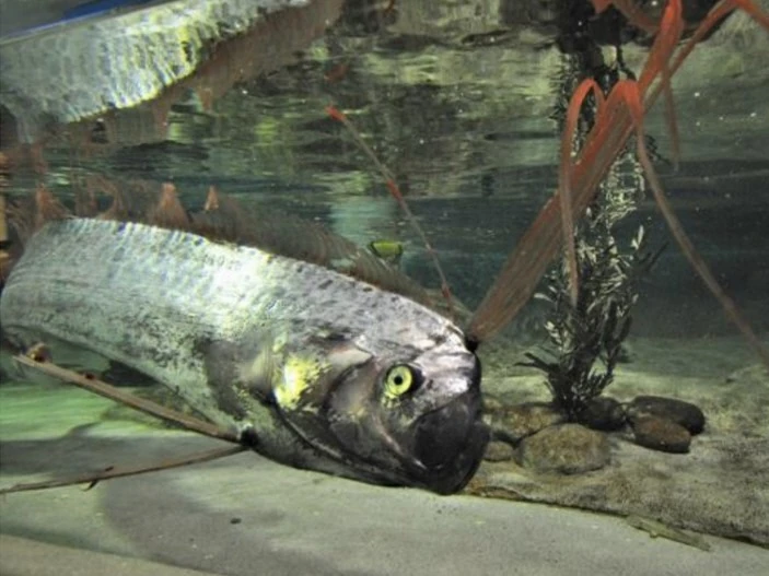 Giant Oarfish | FictionRulezForever Wiki | Fandom