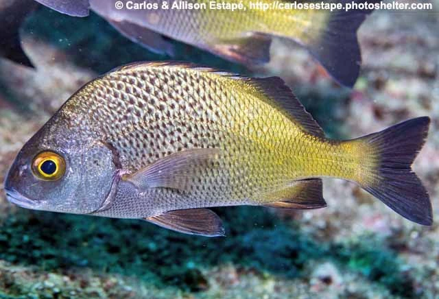 Burrito Grunt | FictionRulezForever Wiki | Fandom