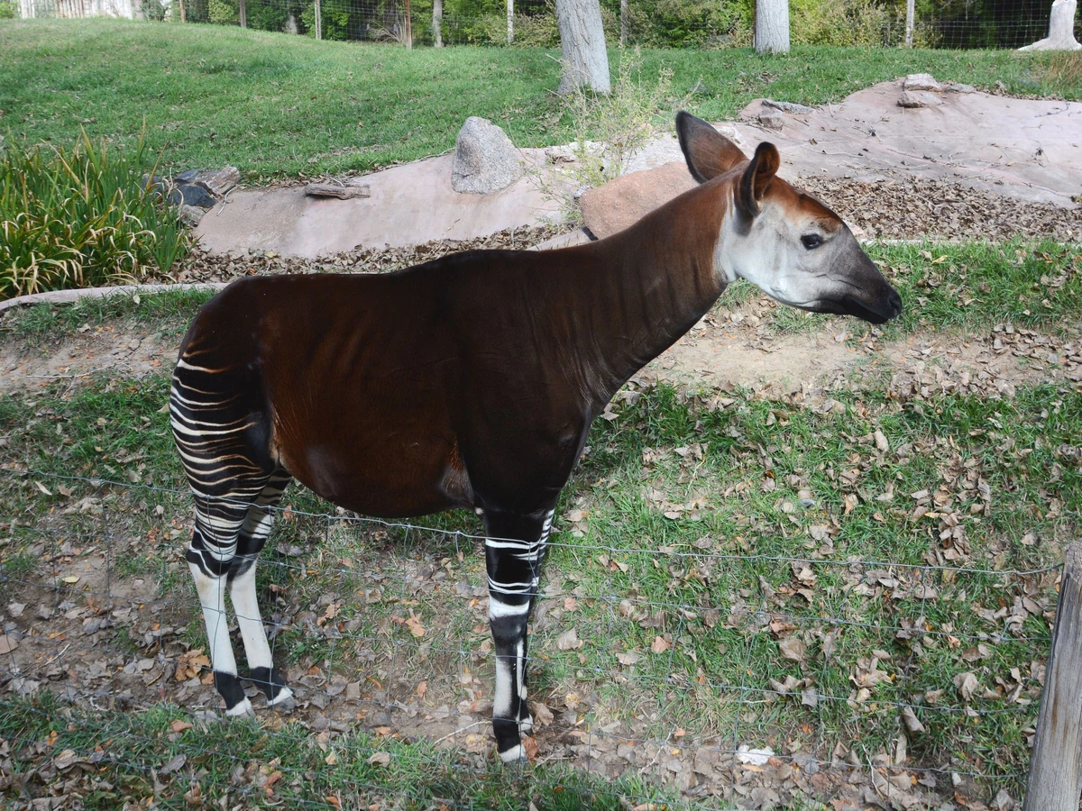 The Good Okapi | FictionRulezForever Wiki | Fandom