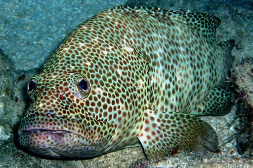 Greasy Grouper | FictionRulezForever Wiki | Fandom