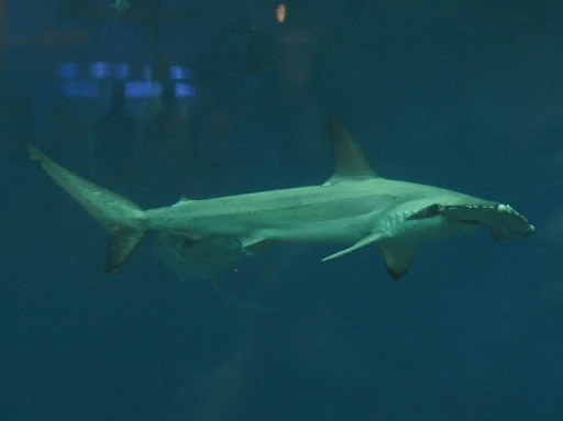 Smooth Hammerhead | FictionRulezForever Wiki | Fandom