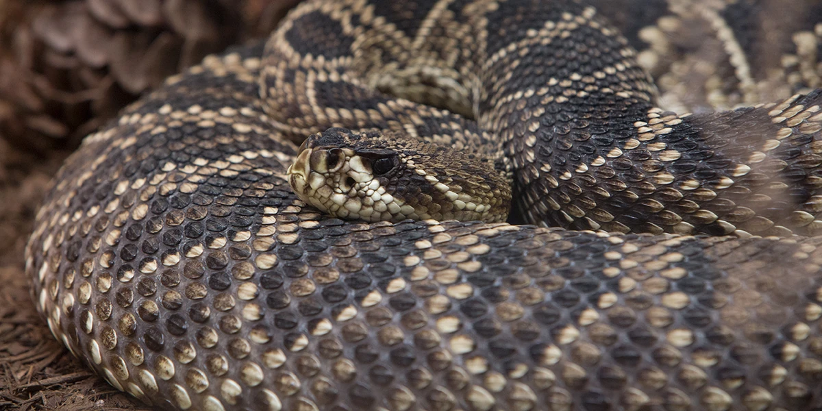 Eastern Diamondback Rattlesnake | FictionRulezForever Wiki | Fandom