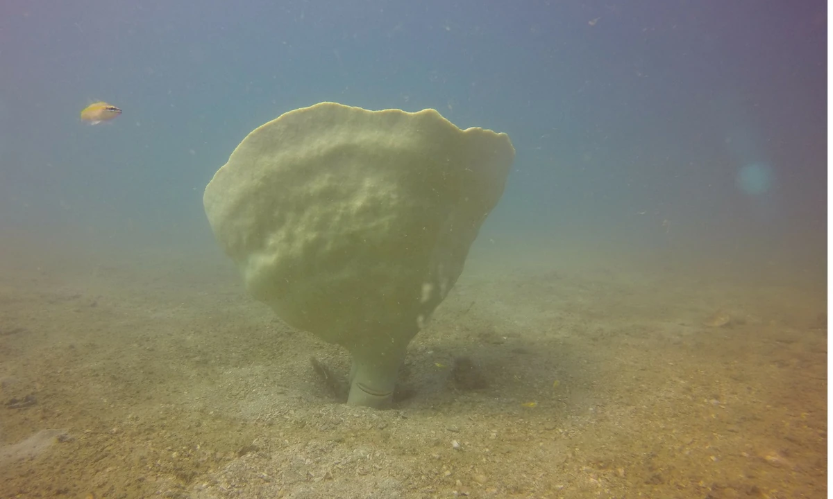 Neptune's Cup Sponge | FictionRulezForever Wiki | Fandom