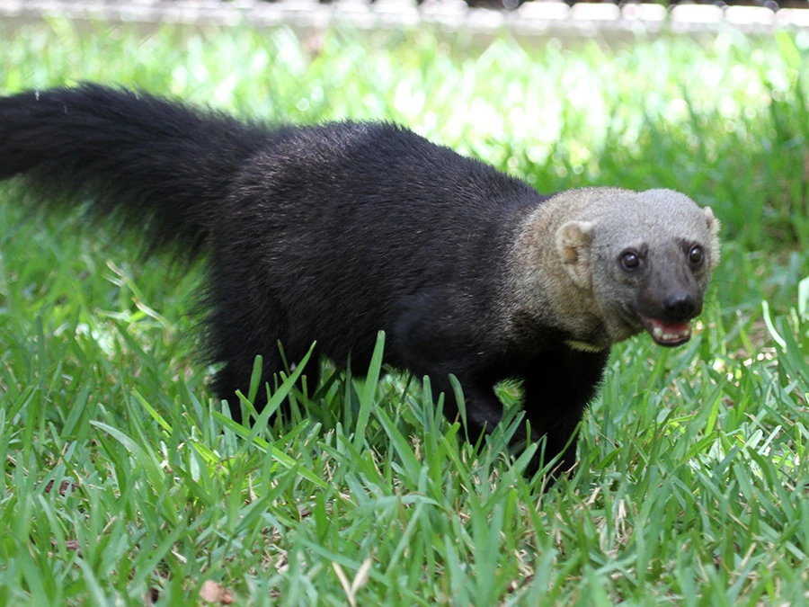 Tayra | FictionRulezForever Wiki | Fandom