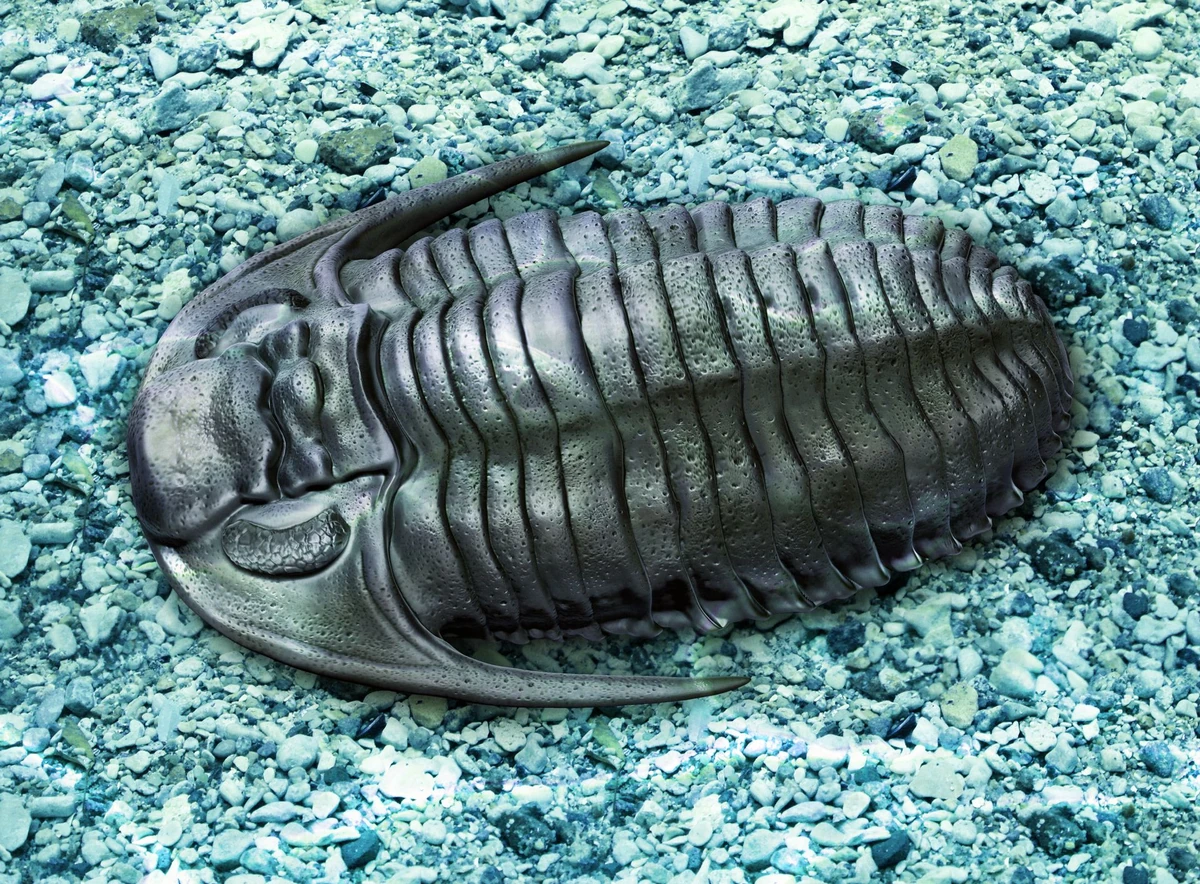 Trilobite | FictionRulezForever Wiki | Fandom