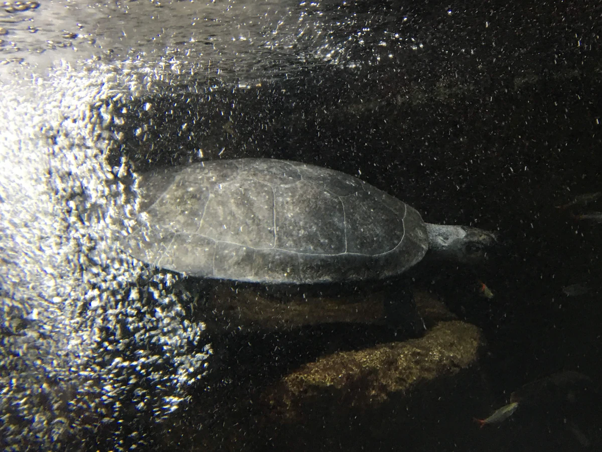 Arrau Turtle | FictionRulezForever Wiki | Fandom