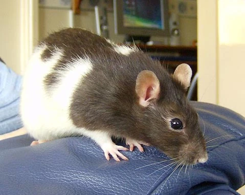 Fancy Rat | FictionRulezForever Wiki | Fandom