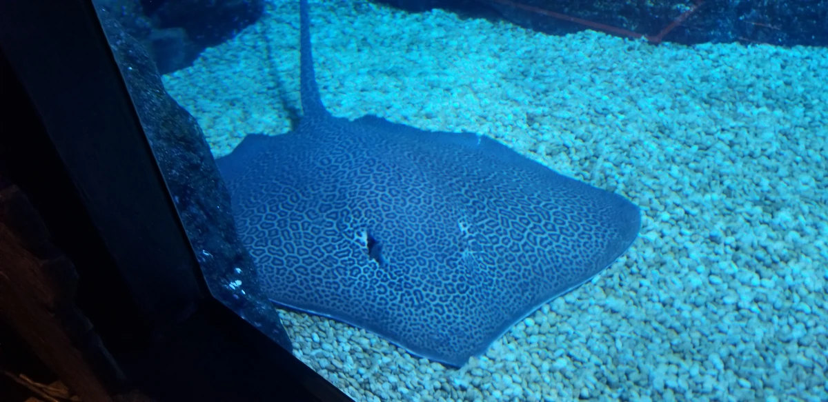 Leopard Whipray | FictionRulezForever Wiki | Fandom