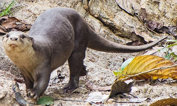 Smooth-Coated Otter | FictionRulezForever Wiki | Fandom