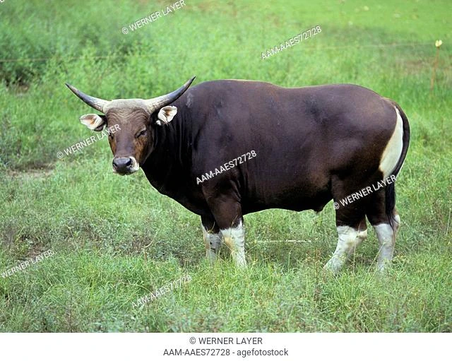 Banteng | FictionRulezForever Wiki | Fandom