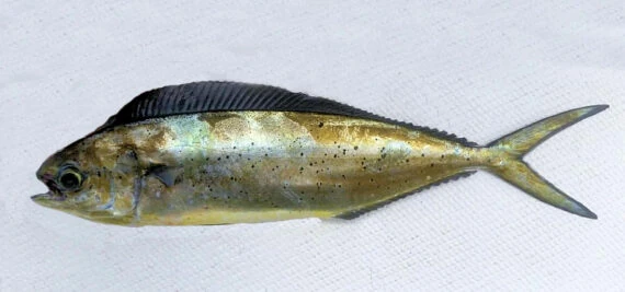 Pompano Dolphinfish | FictionRulezForever Wiki | Fandom